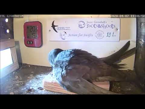 19L-2nd egg - 07 04 20--1102