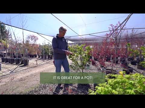 Our Favorite Japanese Maple Trees with Jon | Belmont Nursery Fresno, CA