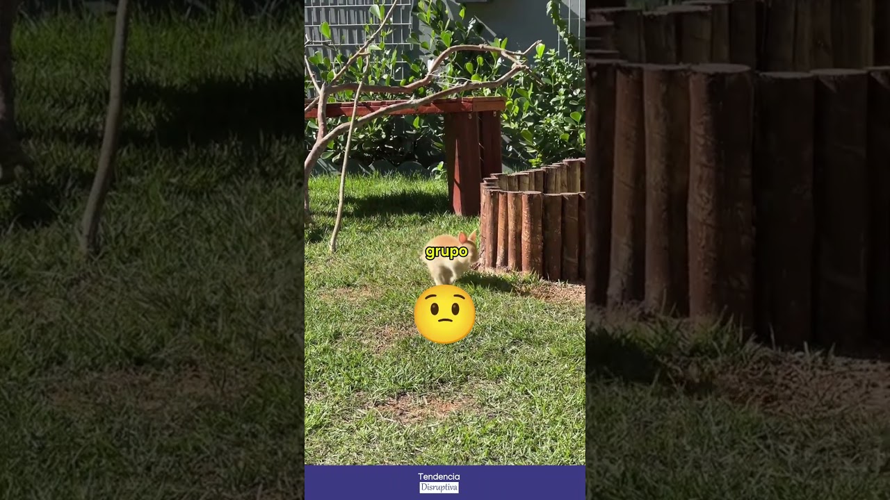 🐇❌ Did you think rabbits were rodents? No, that's a common misconception.