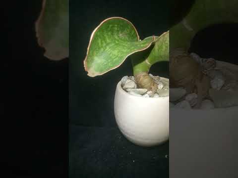 Sansevieria bhitalae ES 21833 #sansevieria