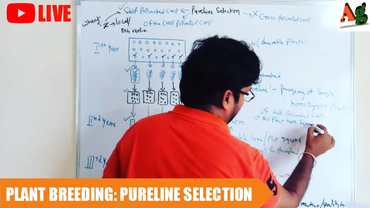 Pureline Selection Method of Plant Breeding | Pureline Theory | Concept of Pureline | Agriculture