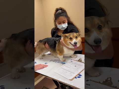 Corgis get their temperature taken at the vet #corgi #dogs #pets