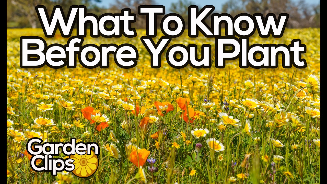 💐🌸🌺 SECRET to Planting a Low Maintenance Wildflower Meadow 💐🌸🌺 North American Native Wildflowers