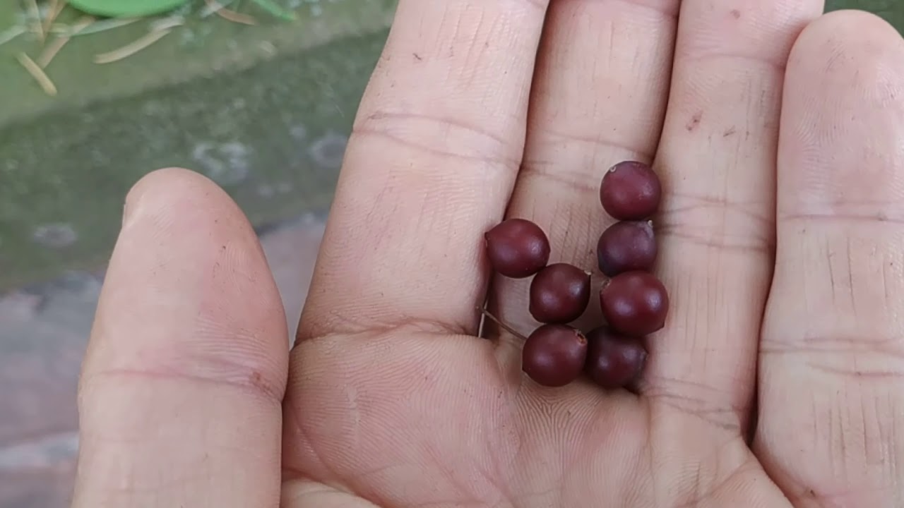 Ripe Hackberry ( Celtis occidentalis) in Germany in May