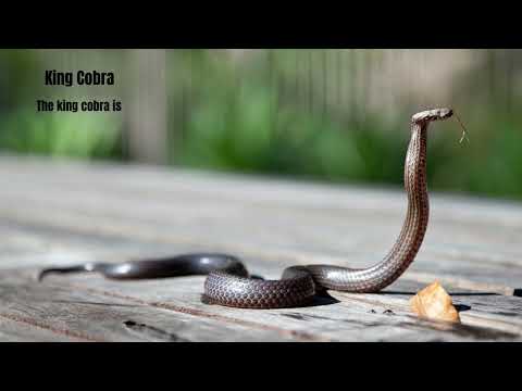 10 Animals That Symbolize Fire and Their Amazing Meanings