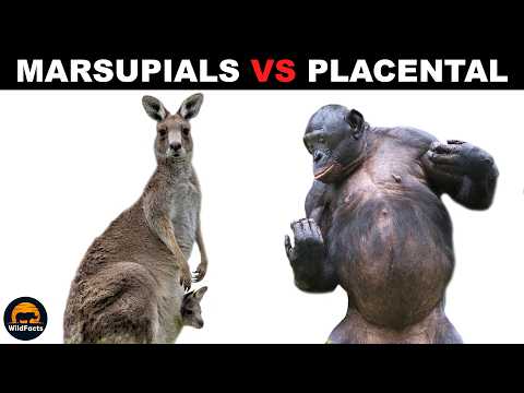 What Is The Difference Between Marsupials and Placental Mammals?