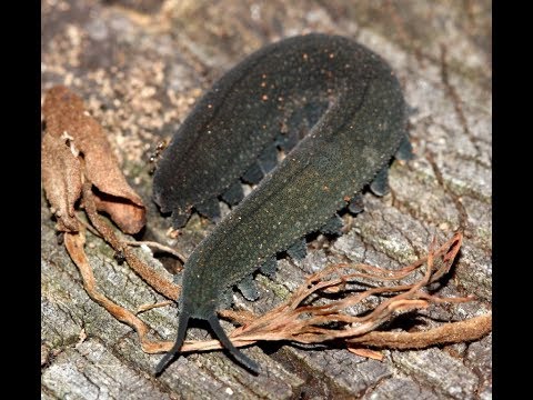 Mr. Nature: The Walking Worm – Lee Duigon