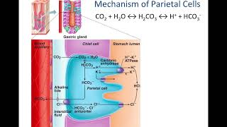 Mechanism of HCL Secretion | Pearson+ Channels