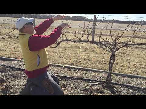 VSP Grape Pruning Tutorial