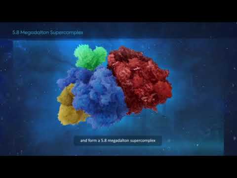 Exploring a massive supercomplex in mitochondria comprising all four respiratory complexes