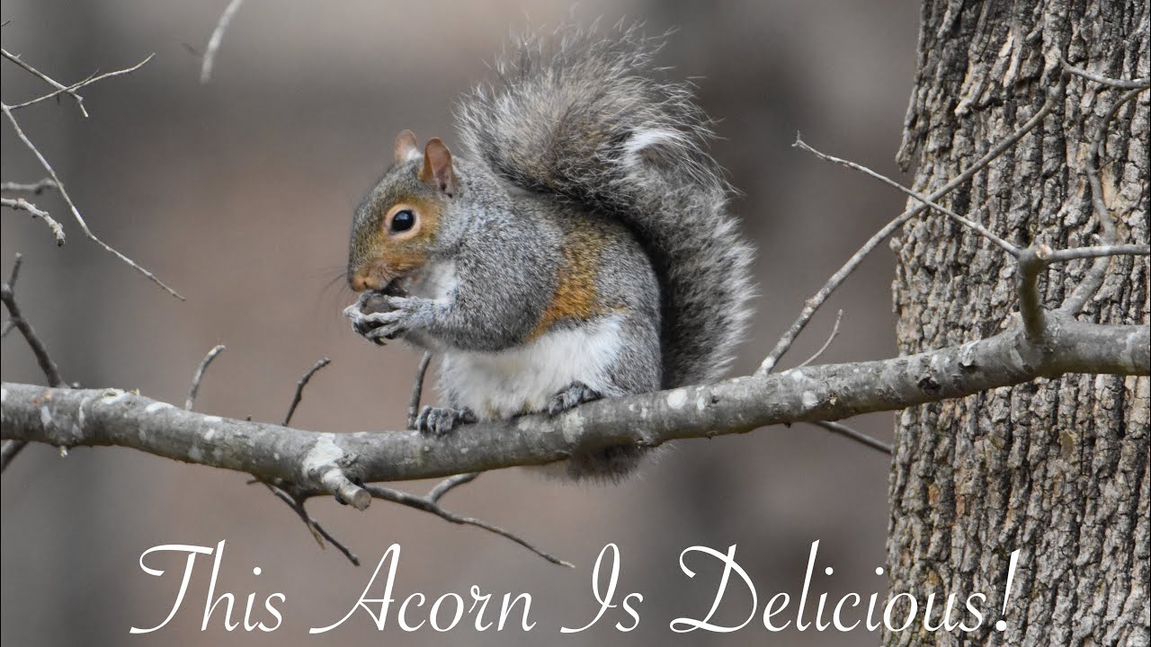 My Beautiful Buddy! | The Eastern Gray Squirrel