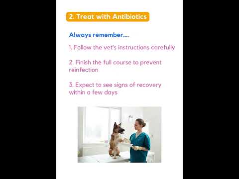 7 Ways to Help Your Dog with UTI ๐ถ๐ฆ