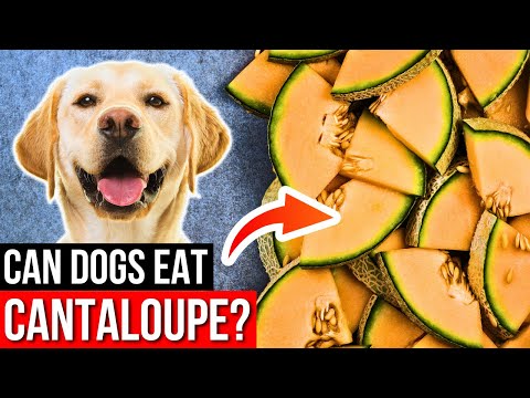 Never Feed Your Dog Cantaloupe Until You Watch This! | Can Dogs Eat Cantaloupe?
