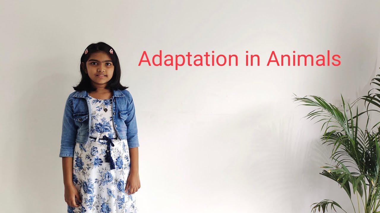 Adaptation in Animals/Power point Presentation for kids