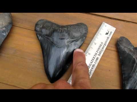 Qualities to look at when buying Megalodon shark teeth | Megateeth.com