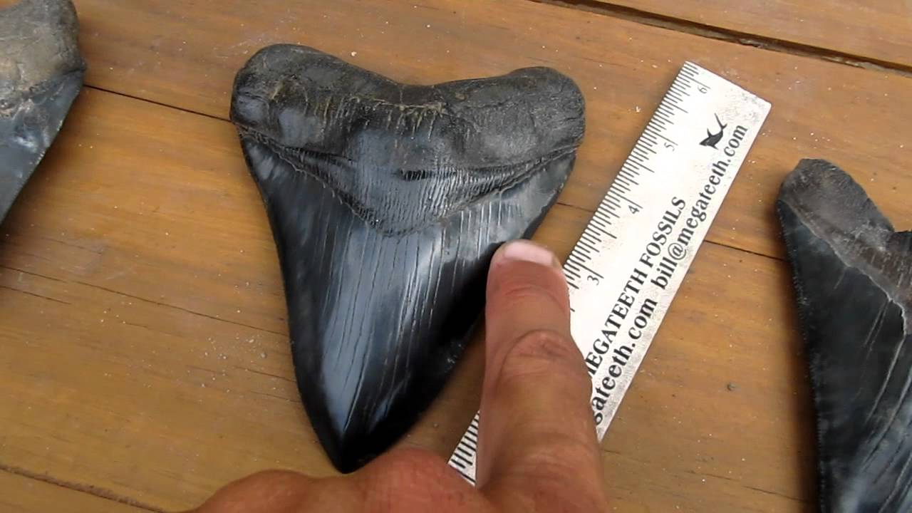 Qualities to look at when buying Megalodon shark teeth | Megateeth.com