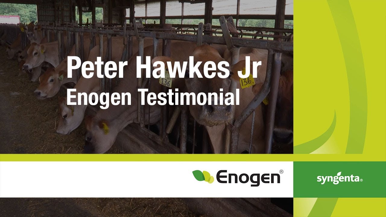 Enogen Feed Hybrids | Syngenta US