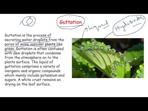 Guttation
