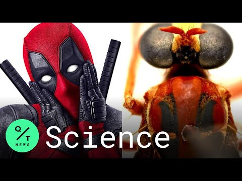 Australian Scientists Name Newly Discovered Insects After Marvel Characters