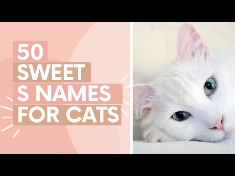 50 SWEET S NAMES FOR CATS (Cat Names That Start With The Letter "S" - Male and Female)