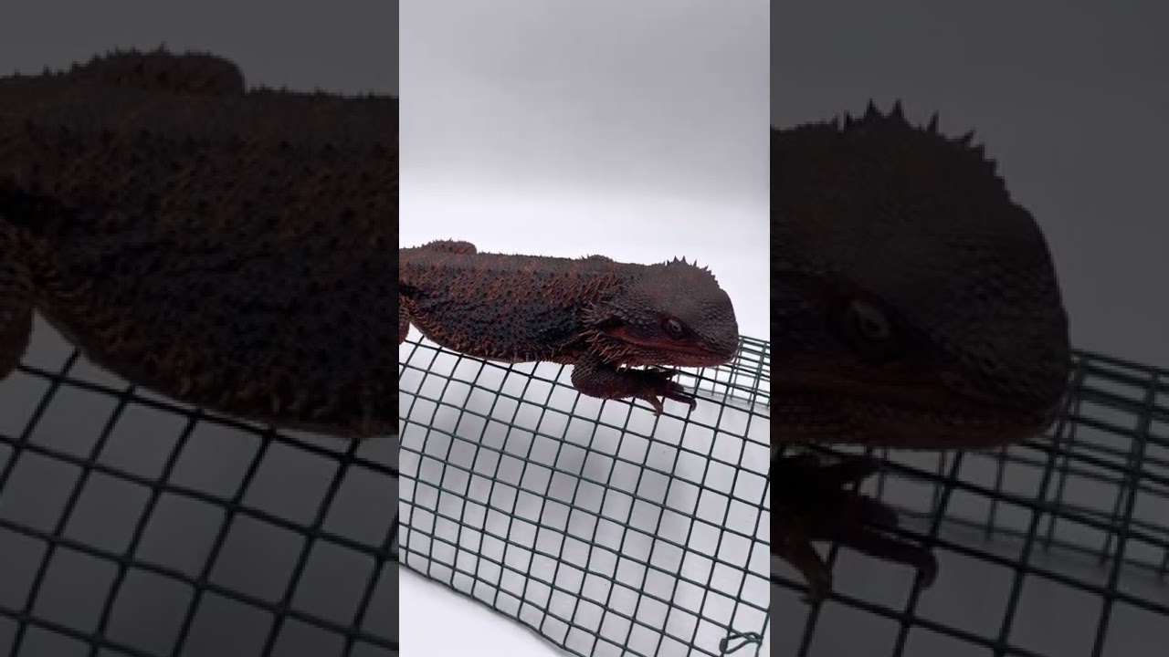The sad truth about “RED MONSTERS” and the reptile industry!!“MUST WATCH”