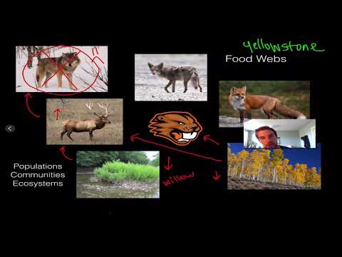 Abiotic and Biotic Factors