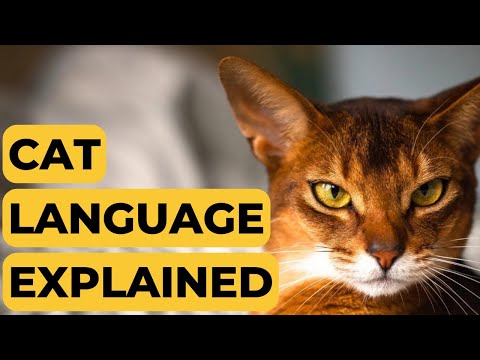 Understanding Cat Language and Signals: Decoding Cats