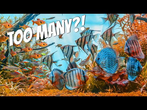 How MANY FISH Can You Put In Your Aquarium?
