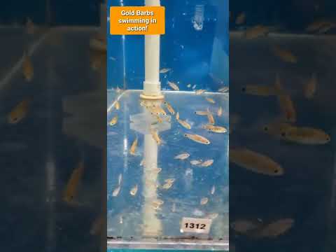 Gold Bars! Oops! I meant Gold Barbs!!! Available at petkiosklive.com