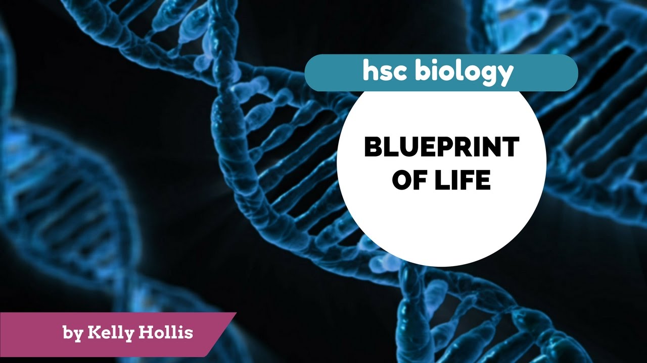 Blueprint of Life - 9.3.1.ii) - Evidence for Evolution