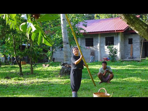Harvesting Fresh BREADFRUIT to make Chips and Nuggets