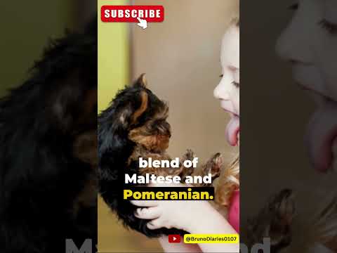Maltipom 🐶 - The Cutest, Lovable and Fashionista Dog Breed #dogs #shorts #viral #bruno