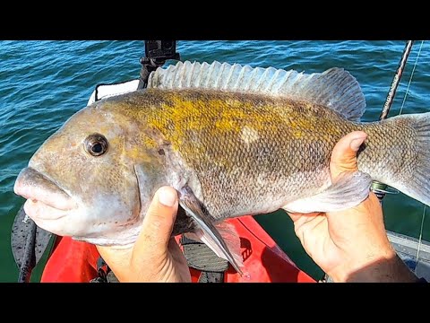 Tasty Bottom Fish! Catch & Cook (Tautog & Seabass + more!)