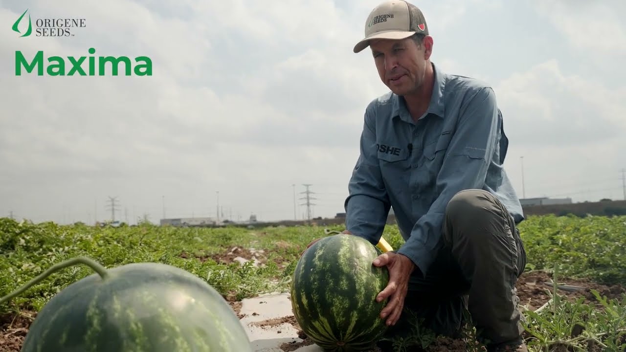 Watermelon Maxima PBR 2022