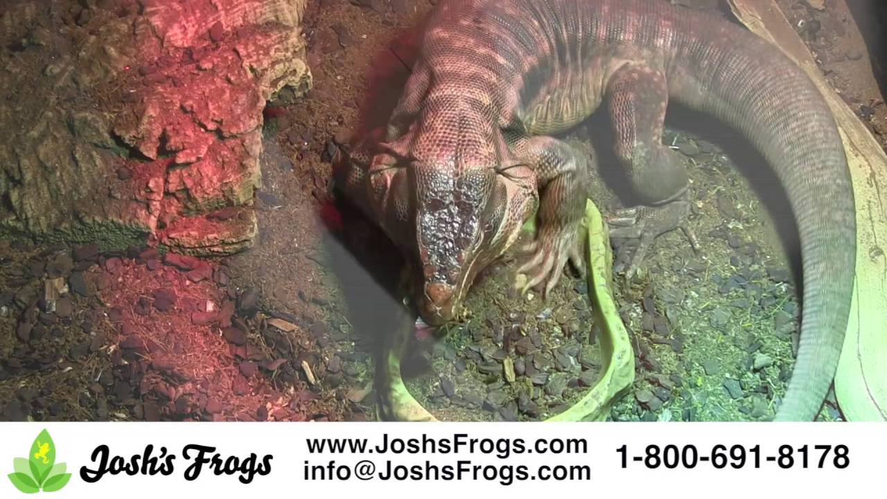 What size Dubia Roaches will my pets eat?