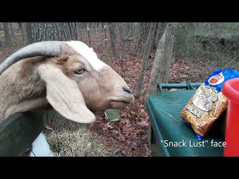 What it's like to film with goats - Potato Stix Nibbles