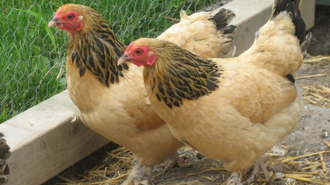 Buff Brahma Chicks For Sale -Gentle Giants- Valley Hatchery