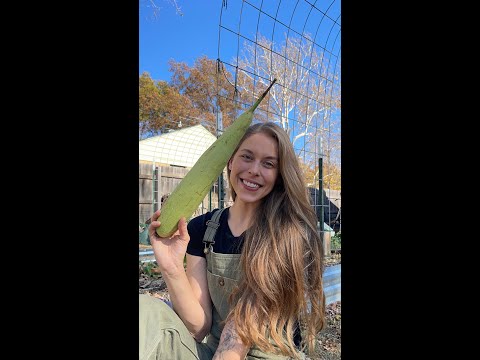 Processing Green Luffa! #luffa #backyardhomestead