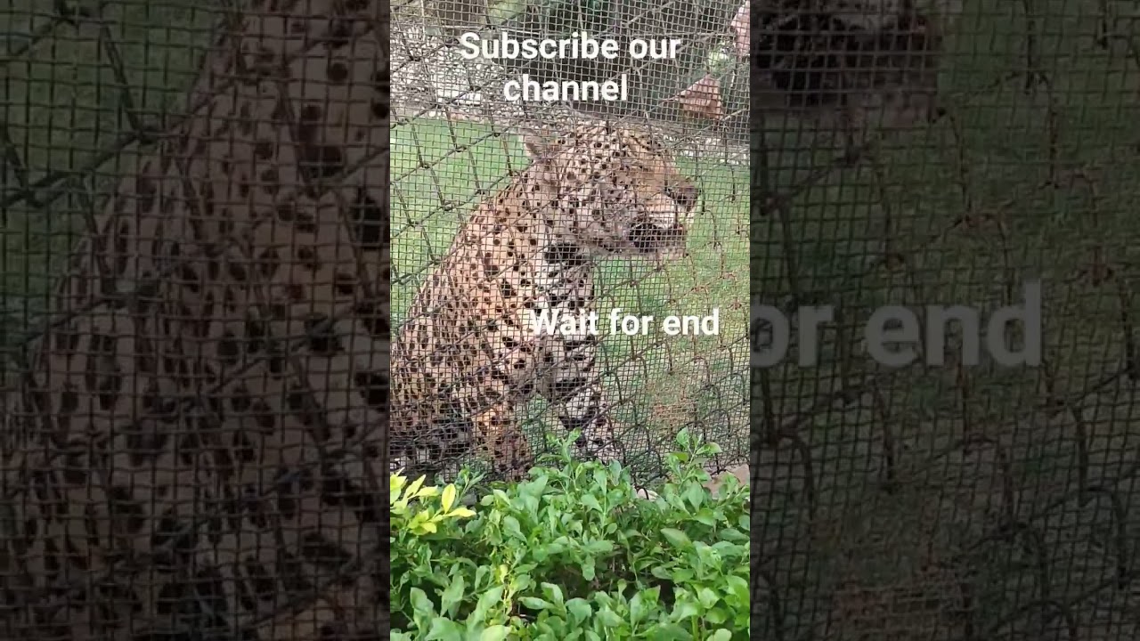 the tendua | the leopard by ruskin bond @optionsmaths @shubhamkumarbijnori #shorts #natural