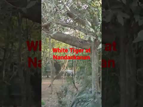 The World Famous White Tiger At Nandankanan