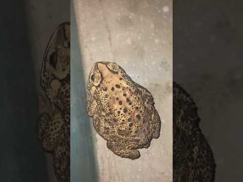 Duttaphrynus melanostictus | Asian common toad | Frog