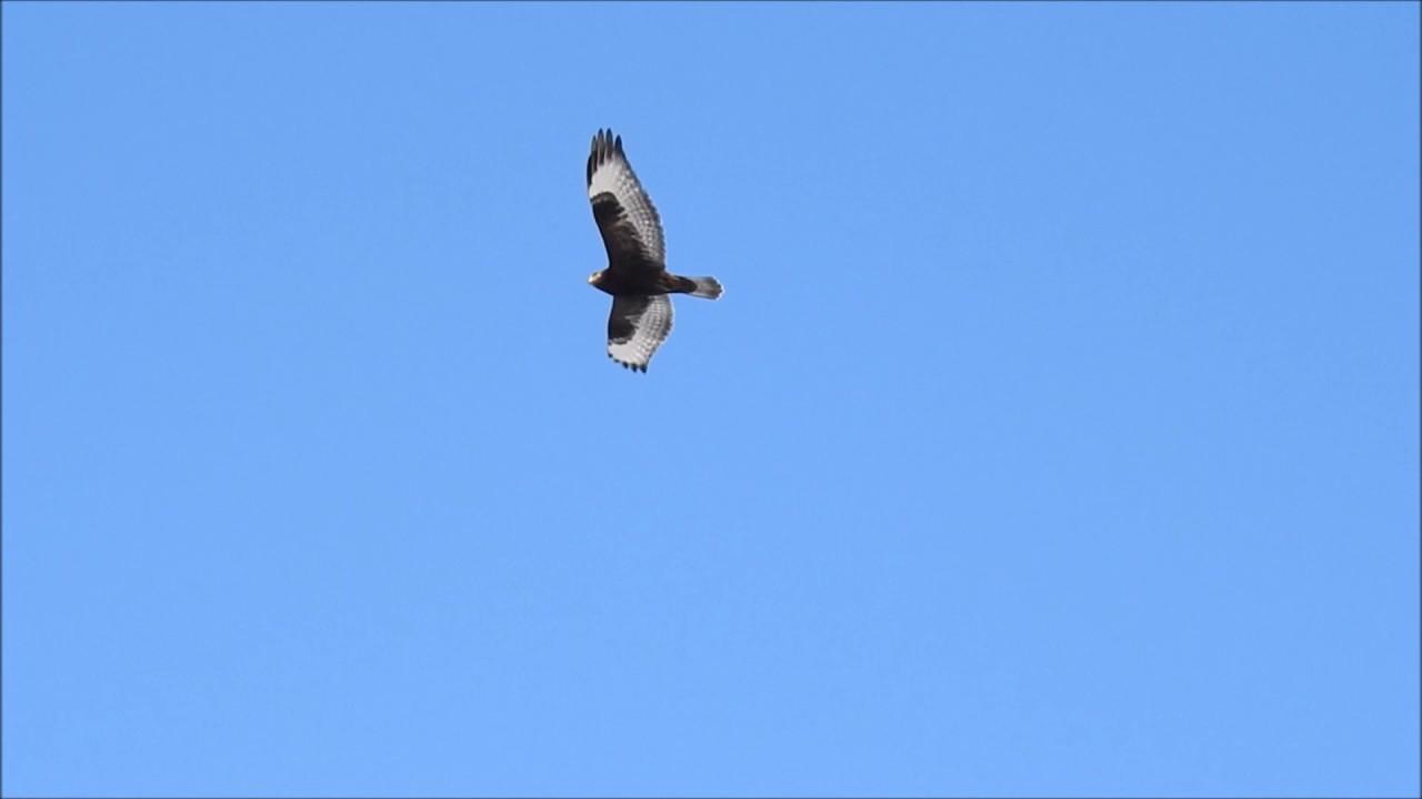 Dark Morph Rough-legged Hawk in Toronto