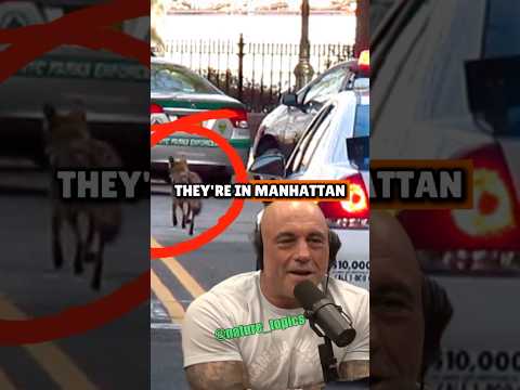 Coyotes in Central Park? Paul Rosolie and Joe Rogan Discuss Urban Wildlife