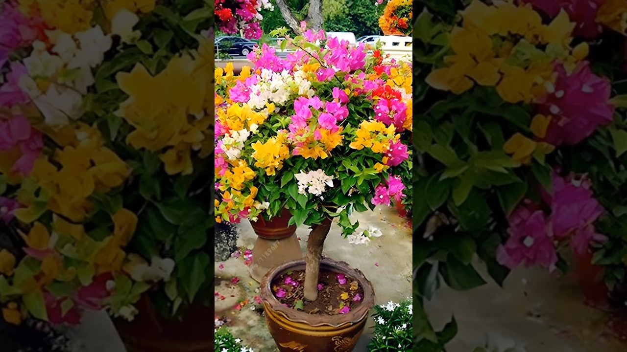 How to make multicolour or multiple grafts on bougainvillea plant.#gardenscapes