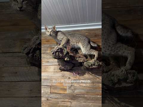 Taxidermy #nature #animals #animal #wildlife #outdoors #video #shorts #hunting #texas #usa #hunting