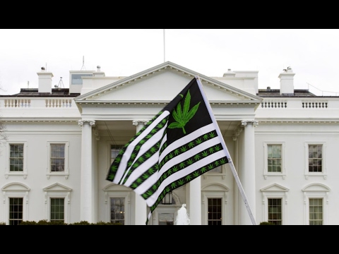 'Cannabis Scholarships' Are Now A Thing