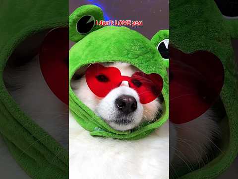 Send this to that one person 👑 #dogsofinstagram #funny #tiktok #cute #puppy ib:pepelefuqyou