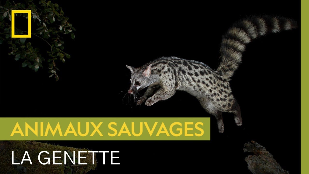 Documentaire | Connaissez-vous la genette, petit carnivore nocturne ...