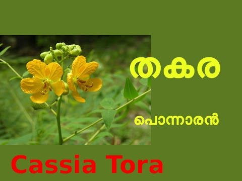 Cassia Tora Exporters from India
