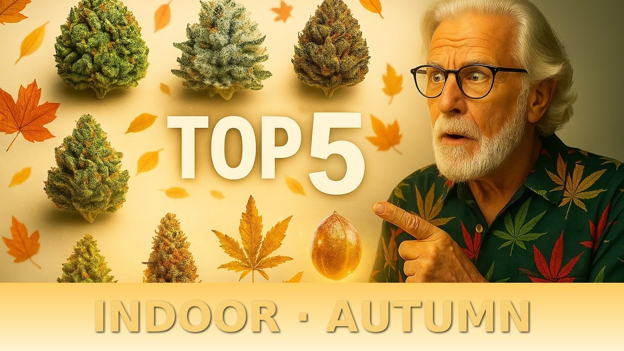 🍂🌿 5 Best Cannabis Strains to Plant Indoors This Autumn 🏠🌱🔥